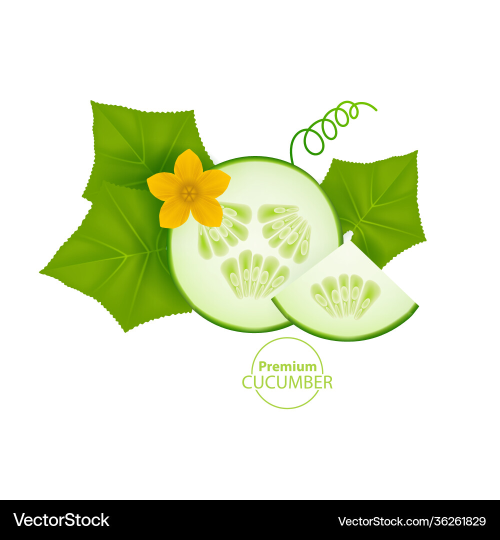 Realistic cucumber Royalty Free Vector Image - VectorStock