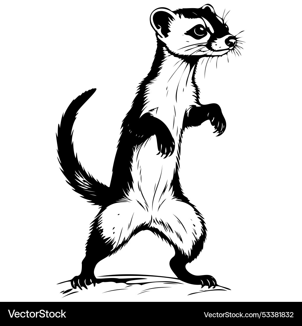 Ink black-footed ferret jump engrave hand drawn Vector Image