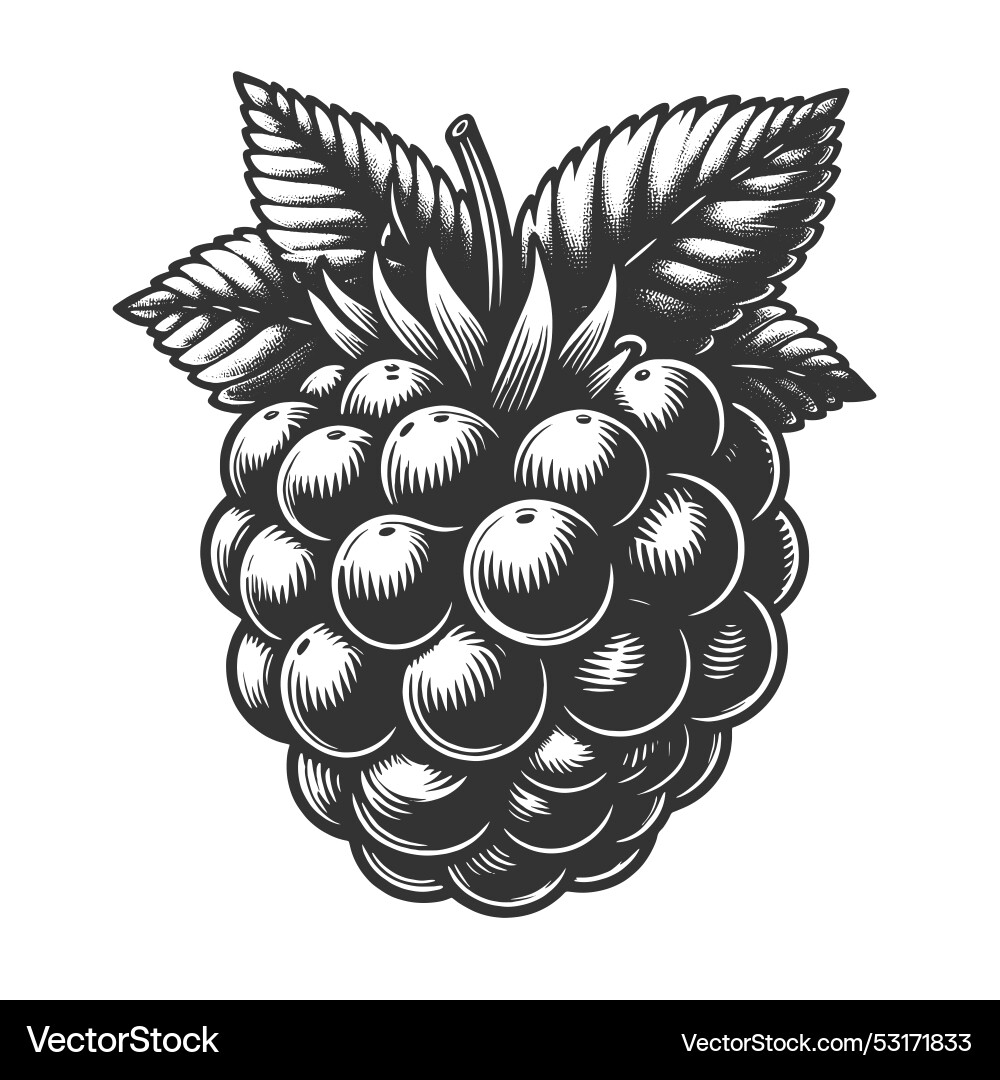 Raspberry engraving sketch Royalty Free Vector Image