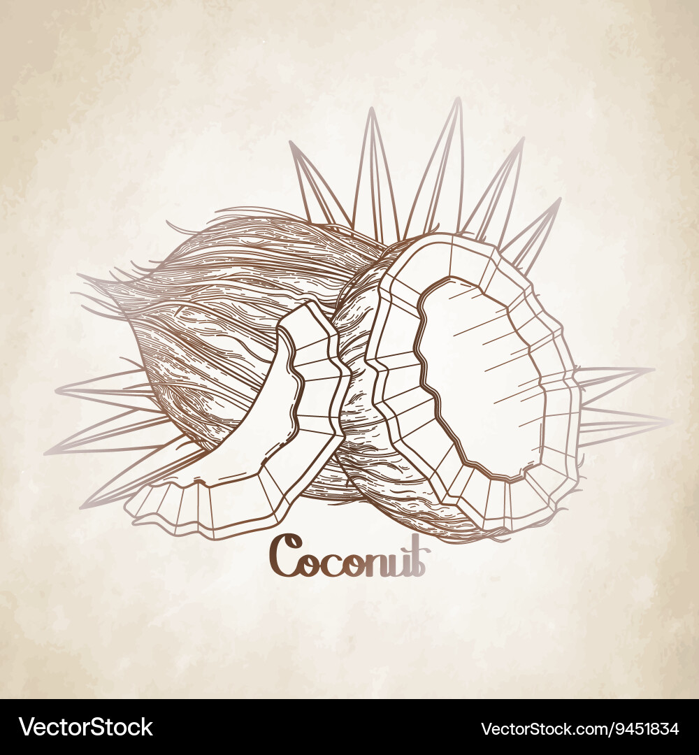 Graphic coconut design Royalty Free Vector Image