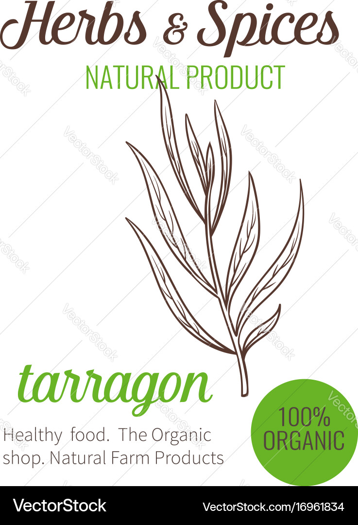 Hand drawn tarragon Royalty Free Vector Image - VectorStock