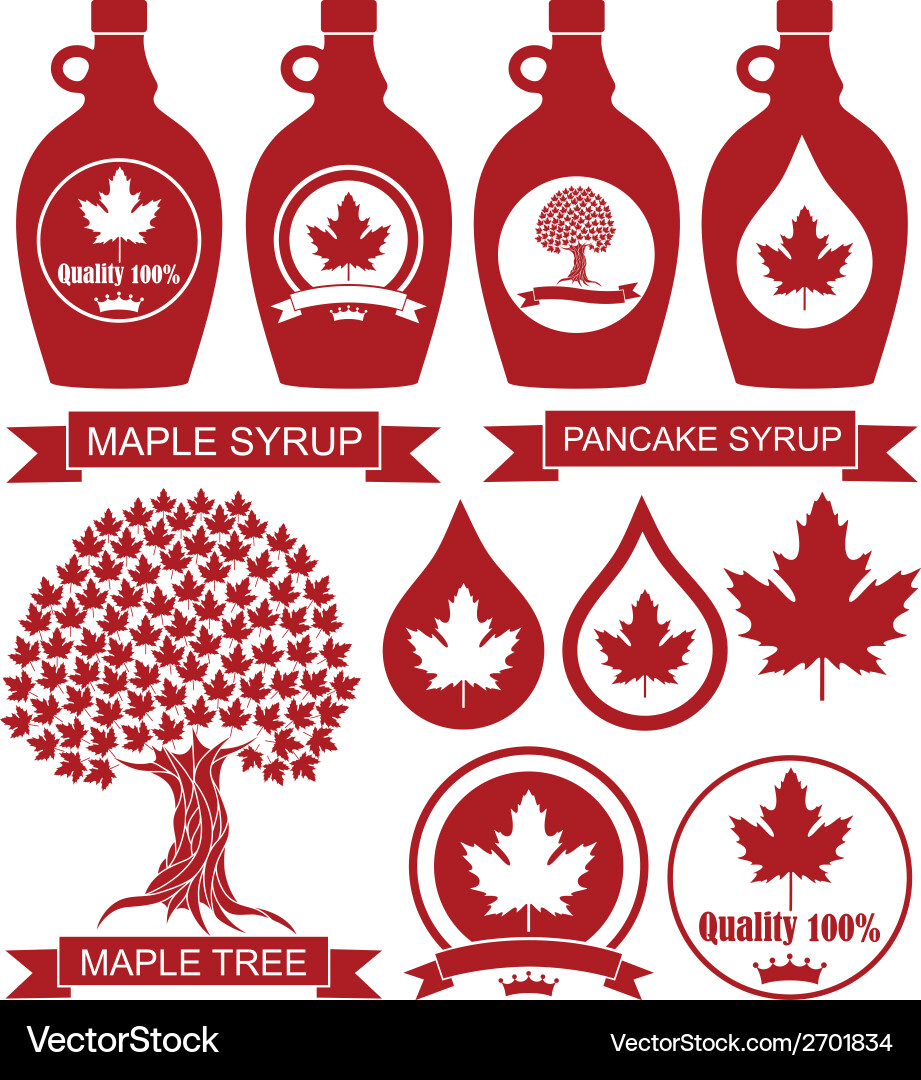 Maple syrup Royalty Free Vector Image - VectorStock