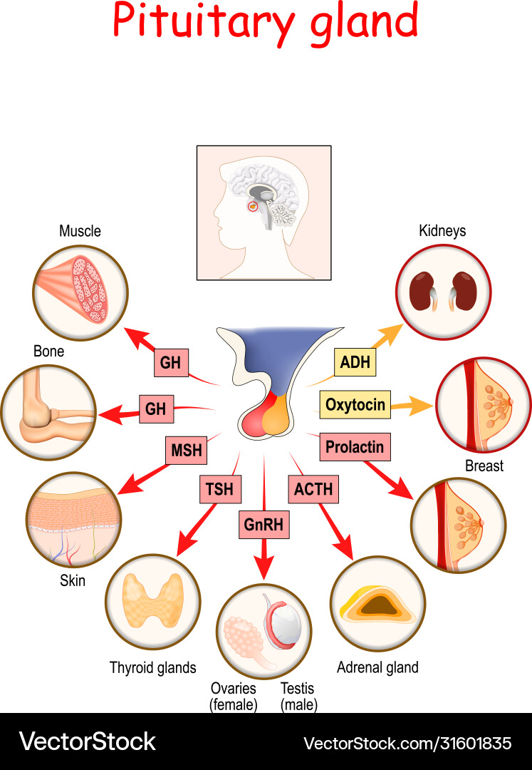 Hpa Vector Images (96)