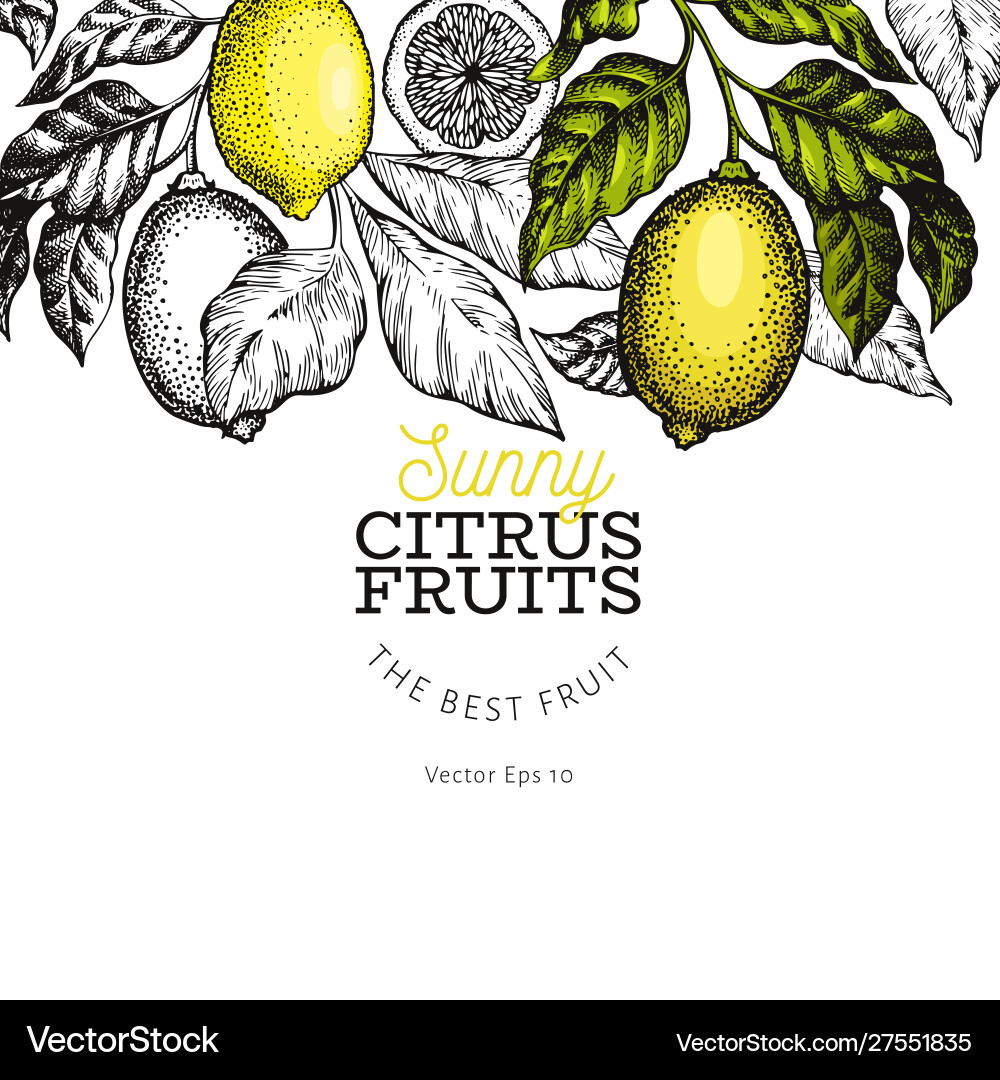 Lemon tree design template hand drawn fruit Vector Image
