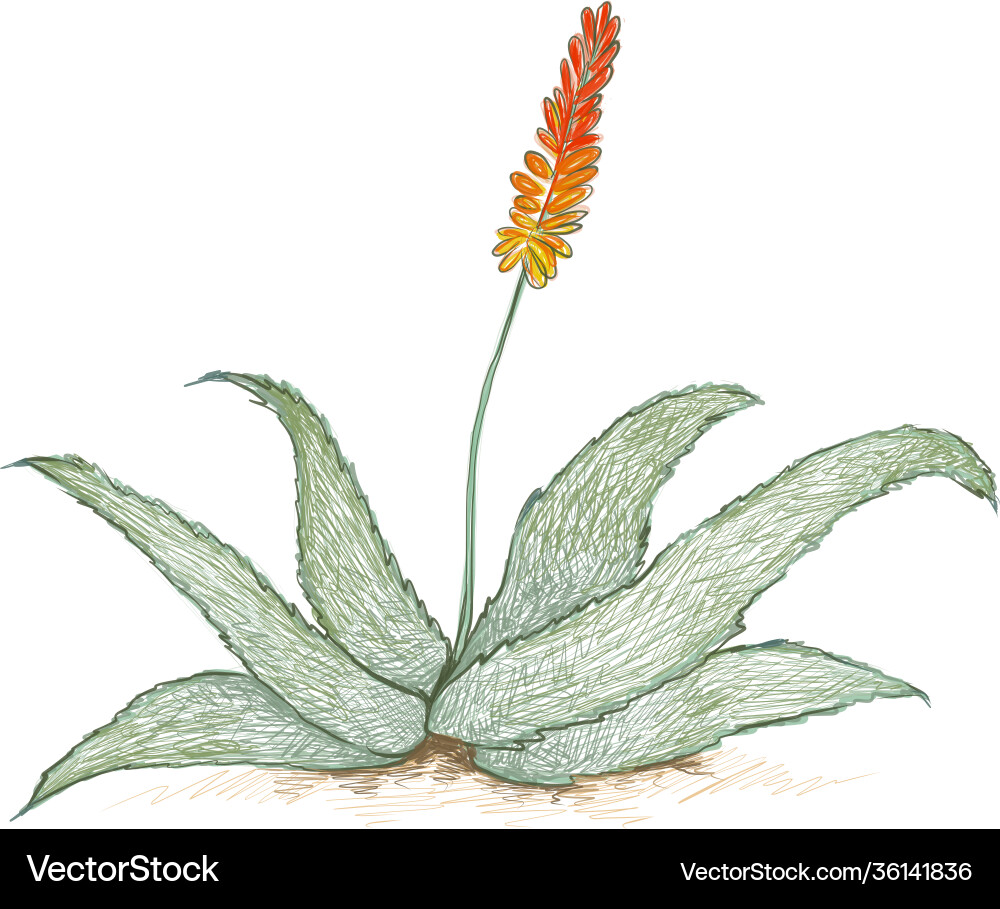 Hand drawn aloe ferox or bitter plant Royalty Free Vector