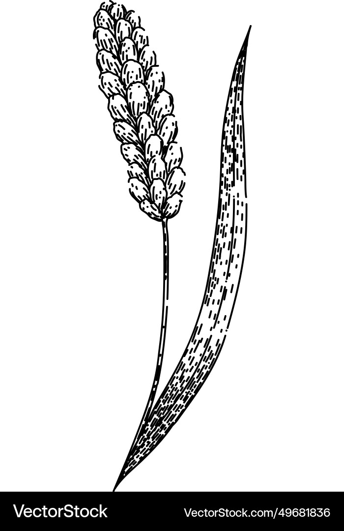 Seed millet sketch hand drawn Royalty Free Vector Image