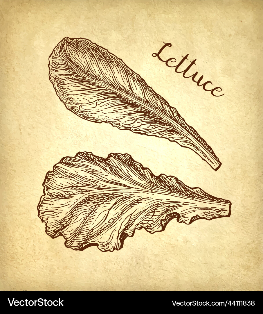 Ink drawing of lettuce Royalty Free Vector Image