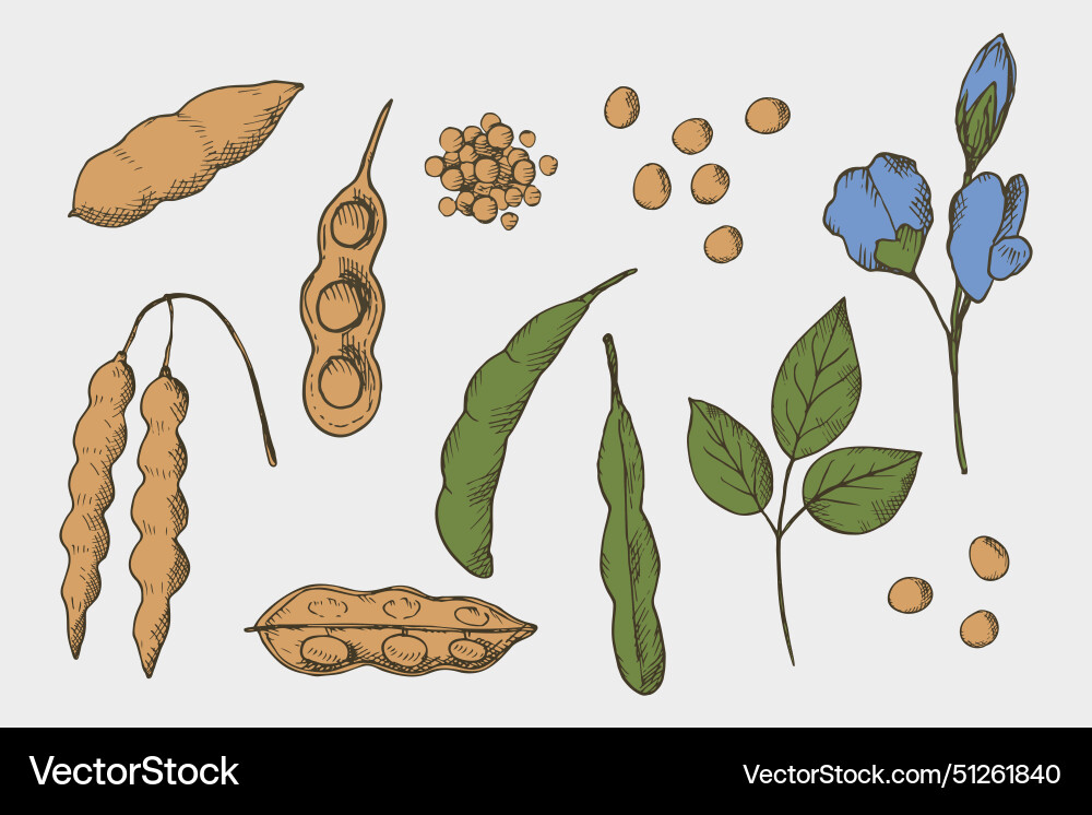 Soybean drawn plant set Royalty Free Vector Image