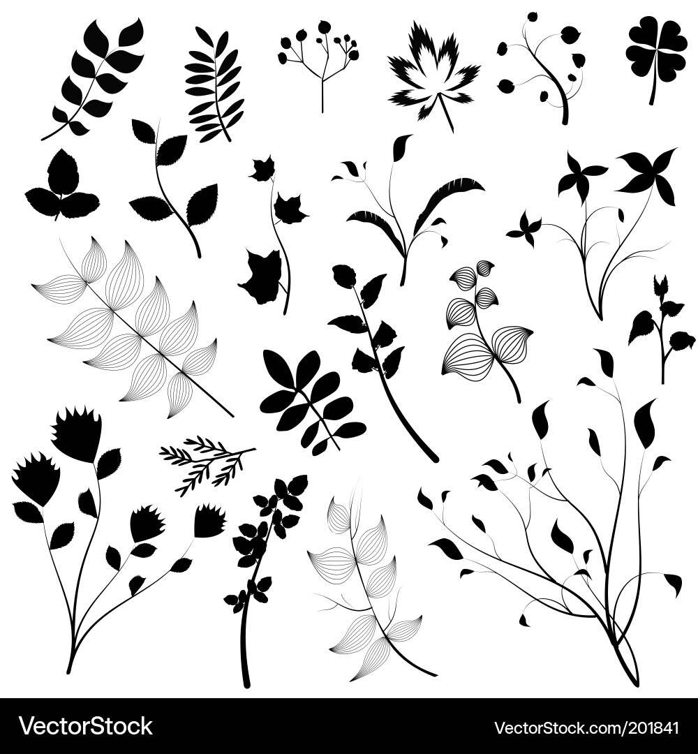 Floral design elements Royalty Free Vector Image