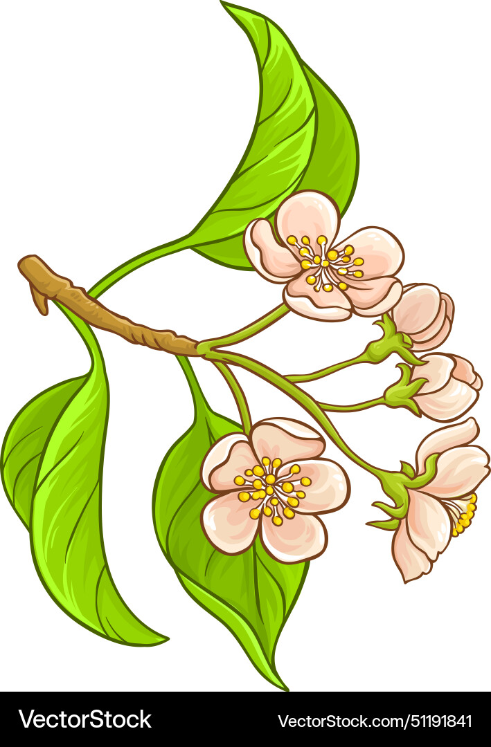 Pear branch colored detailed Royalty Free Vector Image Pear branch colored detailed Royalty Free Vector Image