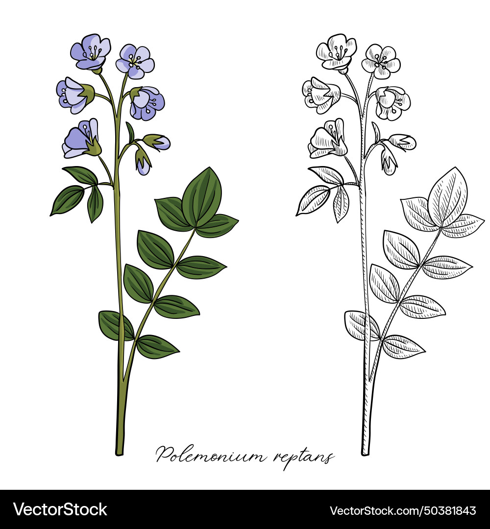 Drawing abscess root Royalty Free Vector Image