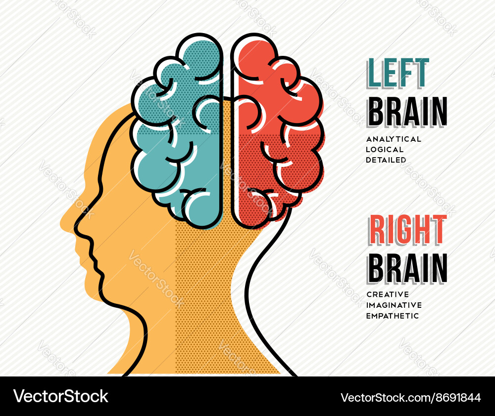 Left and right brain concept with head silhouette Vector Image