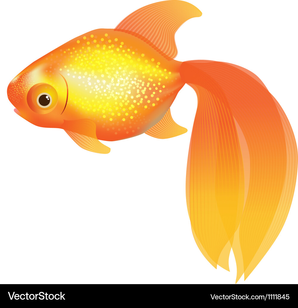Goldfish Royalty Free Vector Image - VectorStock