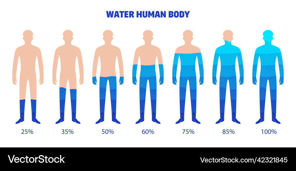 Human body water set Royalty Free Vector Image