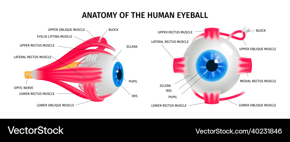 Human eye anatomy concept set Royalty Free Vector Image