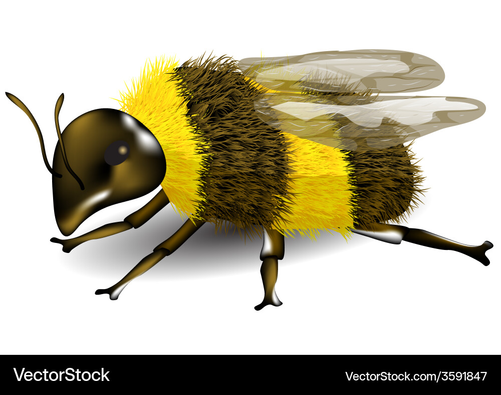 Buff tailed bumblebee Royalty Free Vector Image