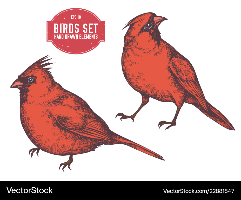Collection of hand drawn colored cardinal Vector Image