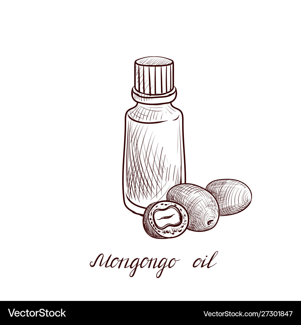 Drawing mongongo oil Royalty Free Vector Image