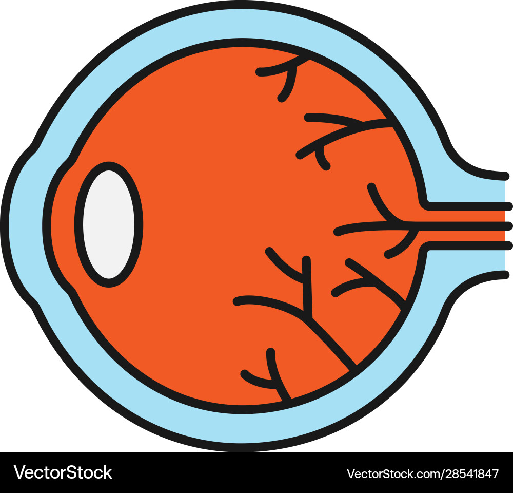 Eye anatomy color icon Royalty Free Vector Image