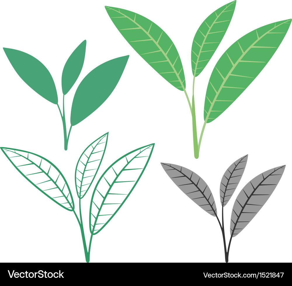 Tea Royalty Free Vector Image - VectorStock