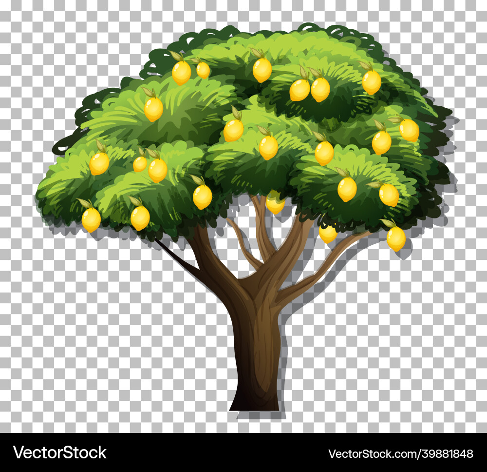 Lemon tree on transparent background Royalty Free Vector
