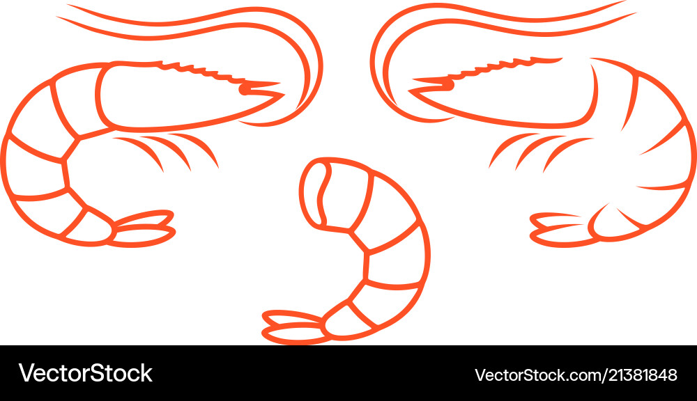 Shrimp Royalty Free Vector Image - VectorStock