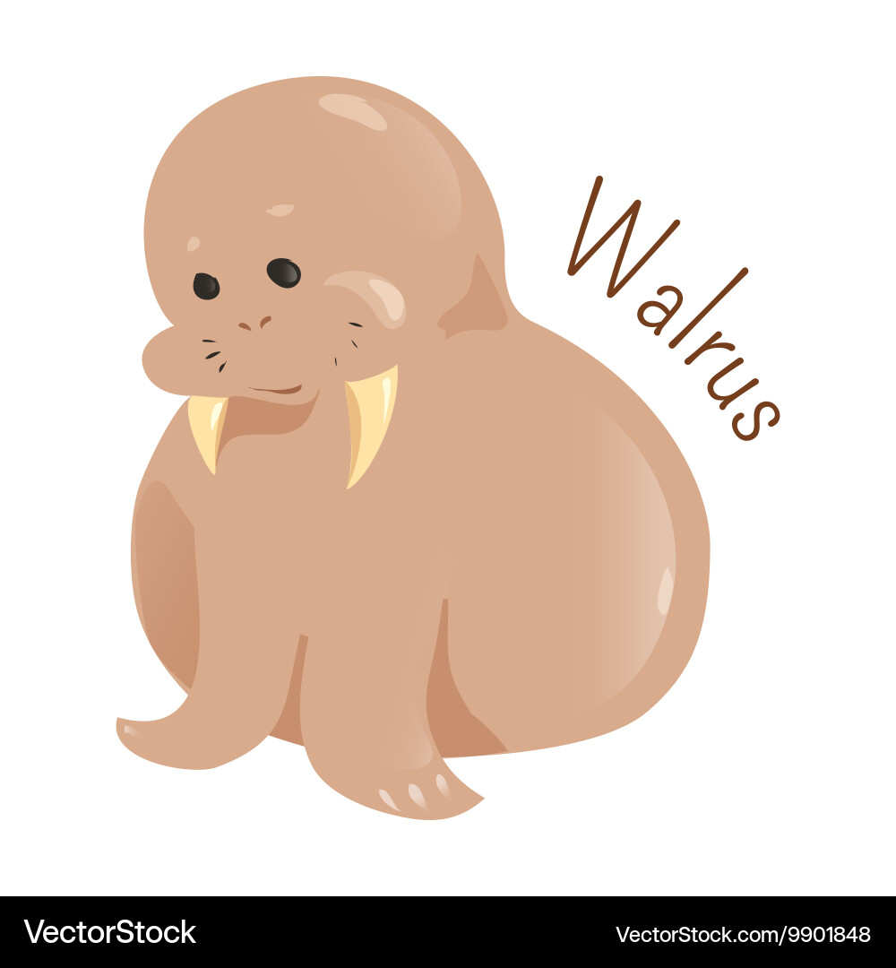 Walrus isolated on white background Royalty Free Vector
