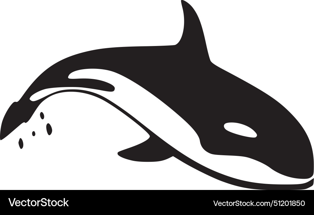 Killer whale - black and white Royalty Free Vector Image