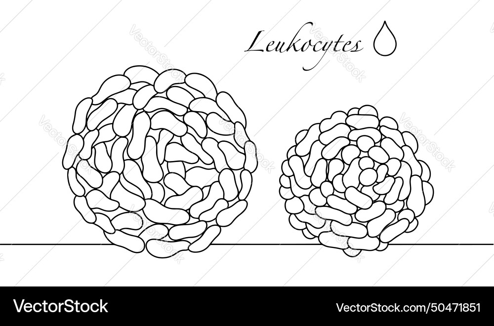 Leukocyte blood cells Royalty Free Vector Image