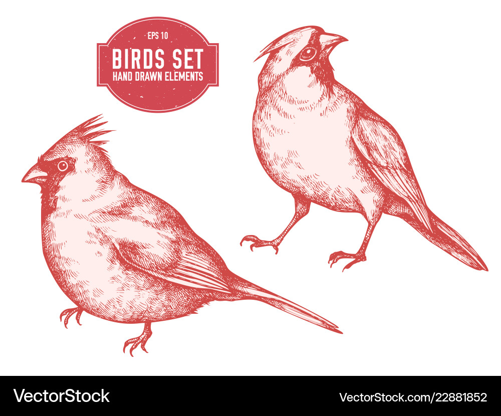 Collection of hand drawn pastel cardinal Vector Image