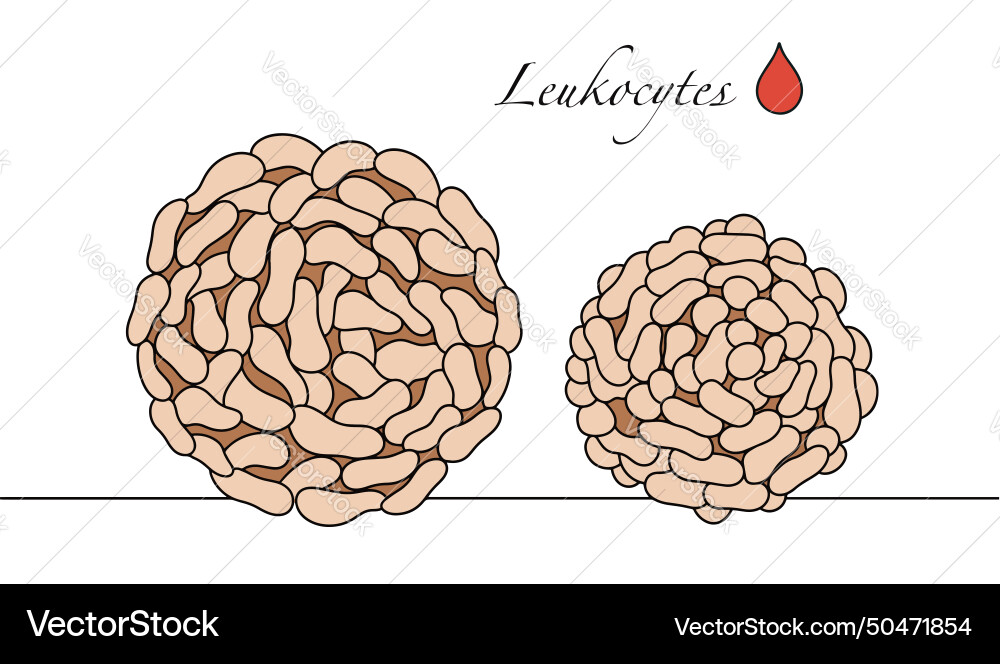 Leukocyte blood cells color Royalty Free Vector Image