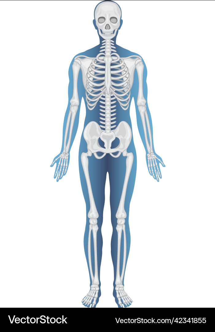 Skeleton Structure Of Human Body - Infoupdate.org