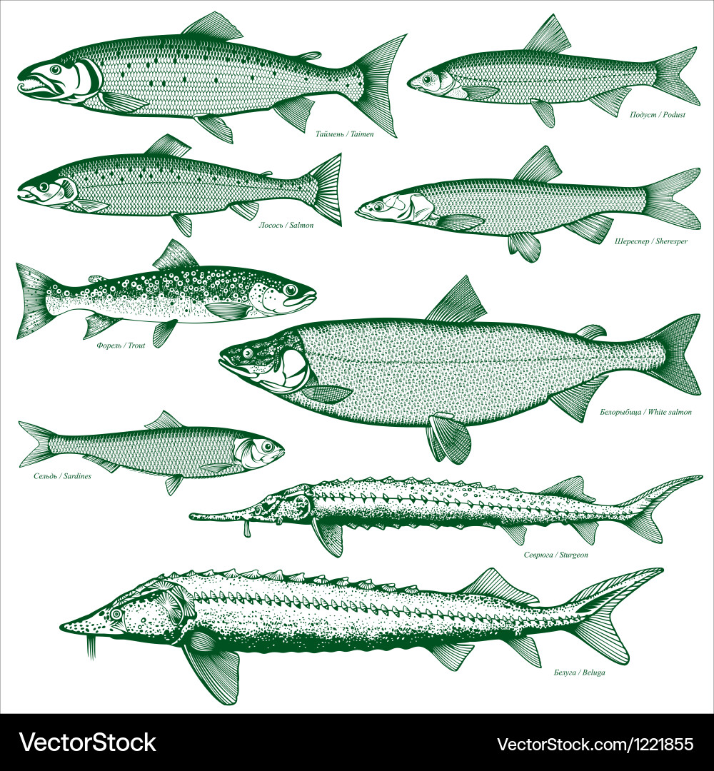 Fish freshwater 2 Royalty Free Vector Image - VectorStock