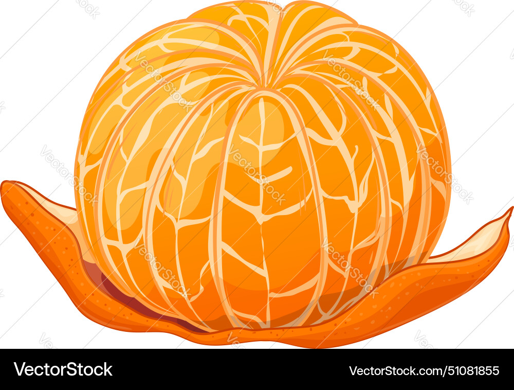 Mandarin Royalty Free Vector Image - VectorStock