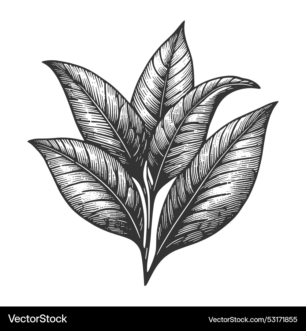 Tea branch engraving line art Royalty Free Vector Image