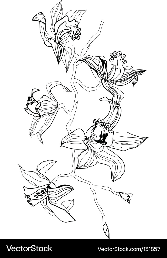Elegant Orchid Branch Royalty Free Vector Image