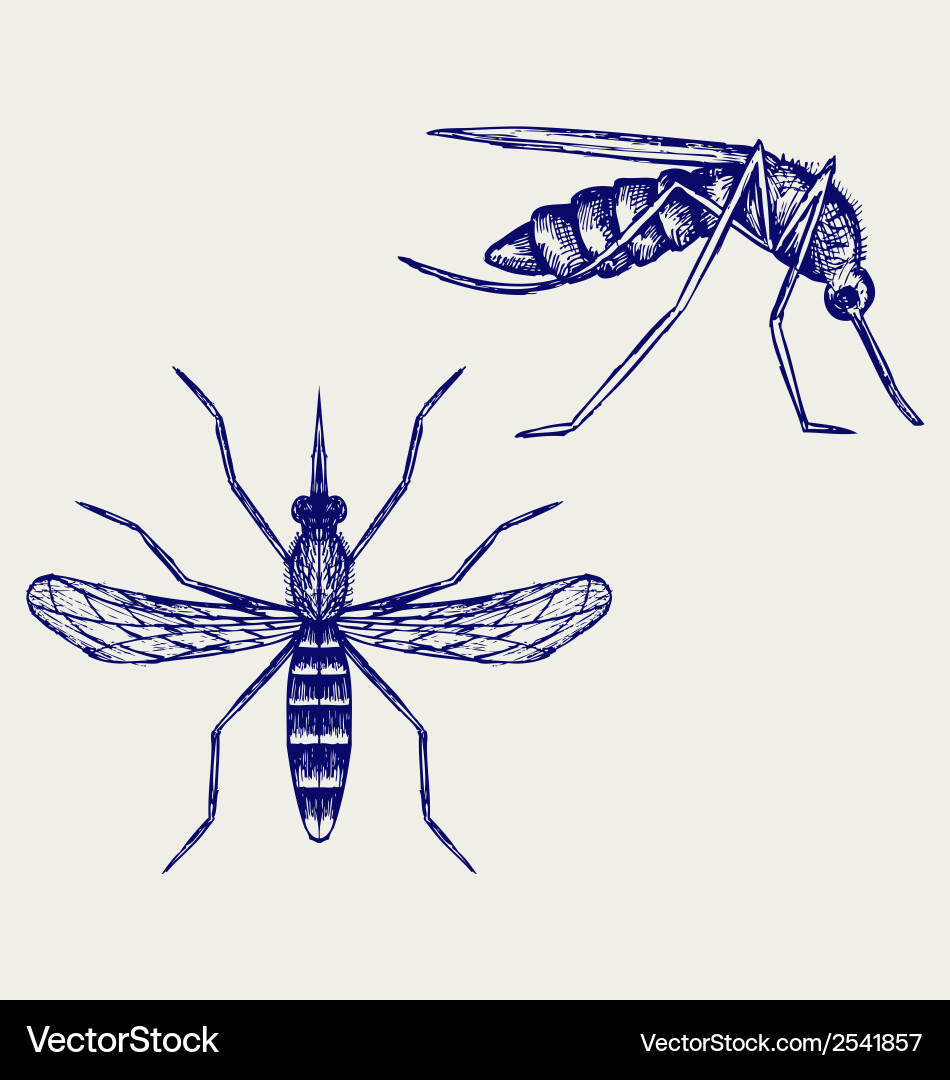 Mosquito Royalty Free Vector Image - VectorStock