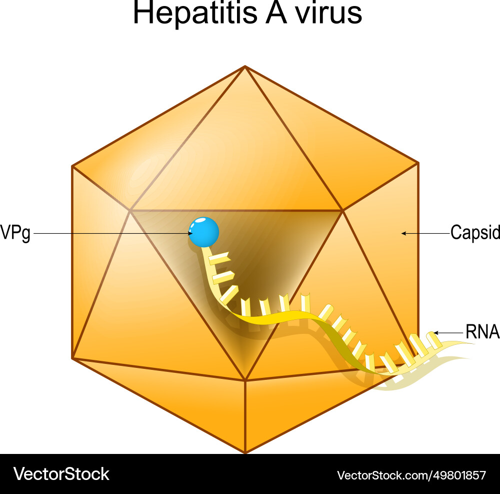 Structure of hepatitis a virus virion anatomy Vector Image