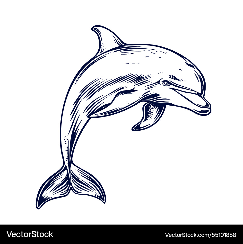 Hand drawn of dolphin art Royalty Free Vector Image