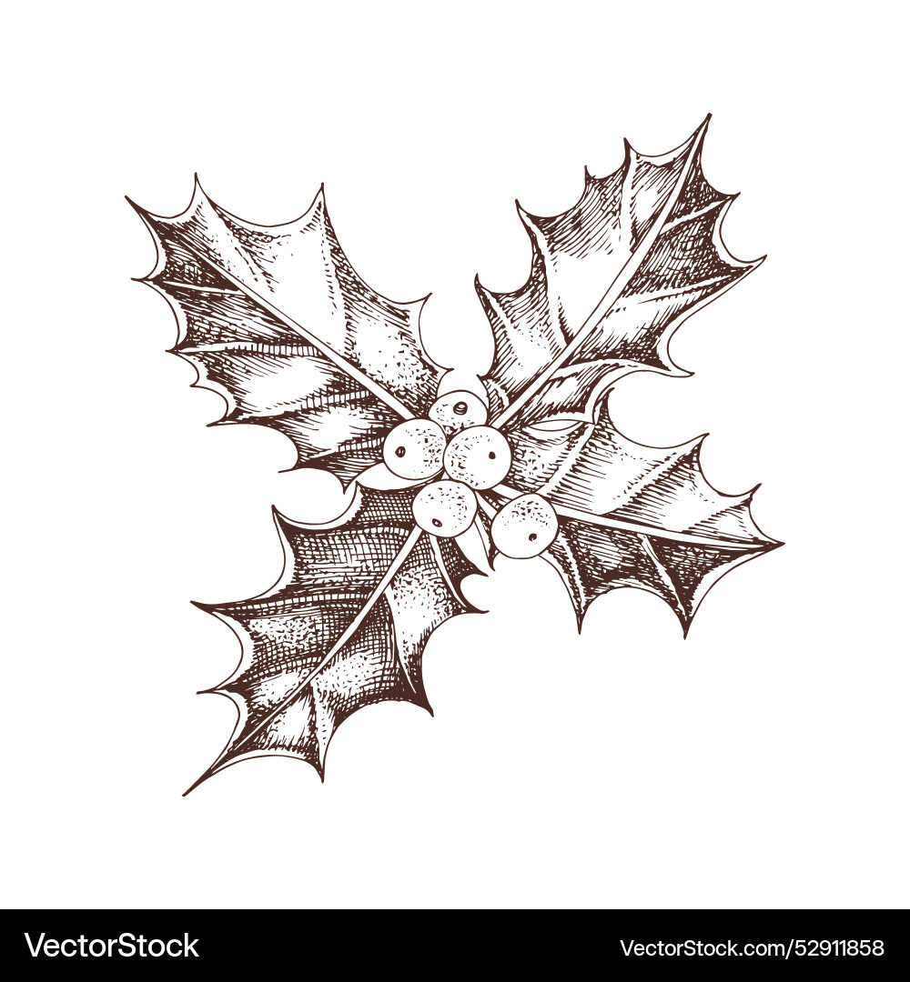 Holly berry monochrome branch Royalty Free Vector Image