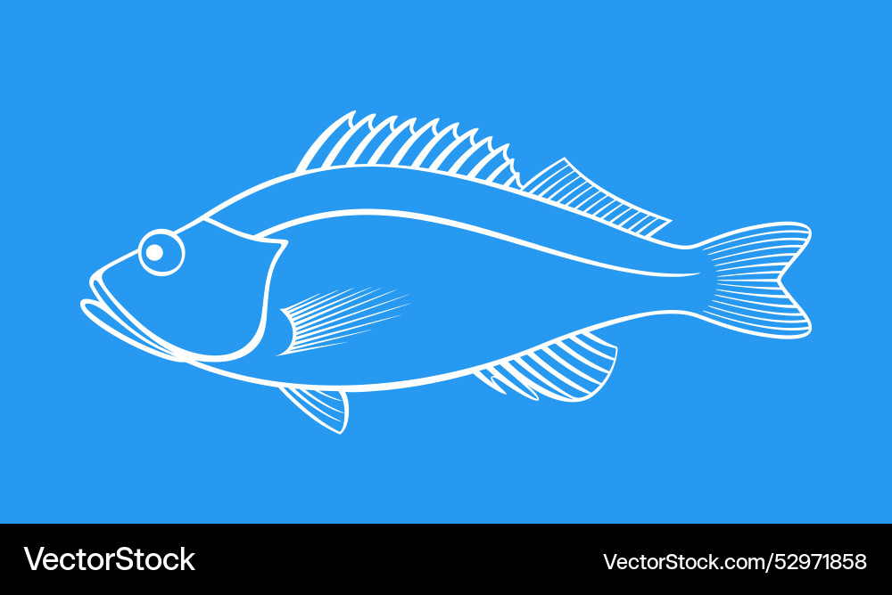 Ocean perch Royalty Free Vector Image - VectorStock