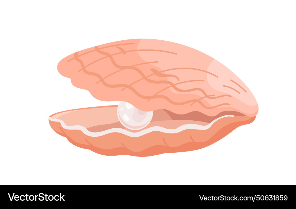 Open shell with white pearl semi or closing Vector Image