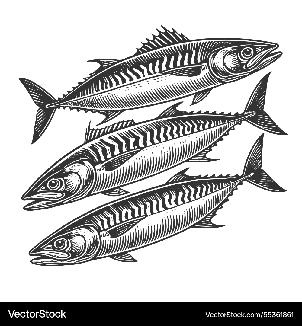 Mackerel fish engraving sketch Royalty Free Vector Image
