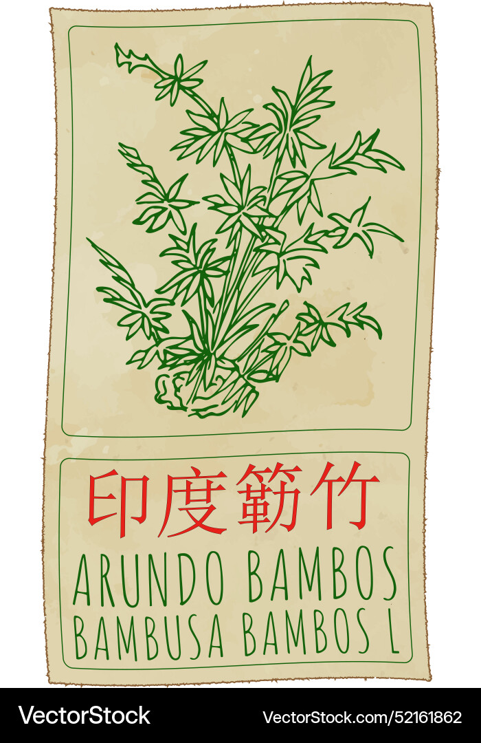 Drawing arundo bambos in chinese hand drawn Vector Image