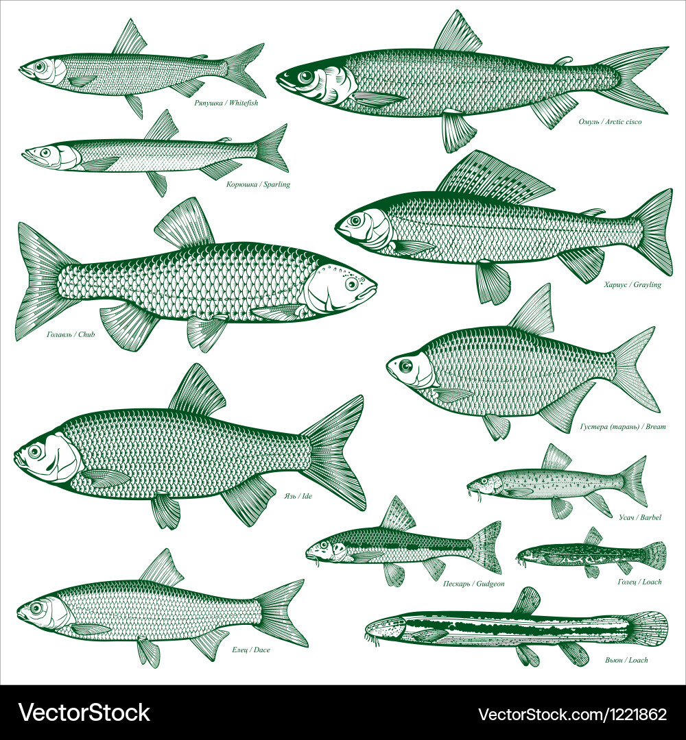 Fish freshwater Royalty Free Vector Image - VectorStock