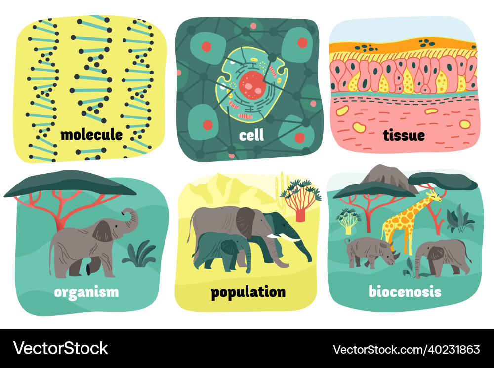 Biological Hierarchy: Cells & Organisms Vector Image