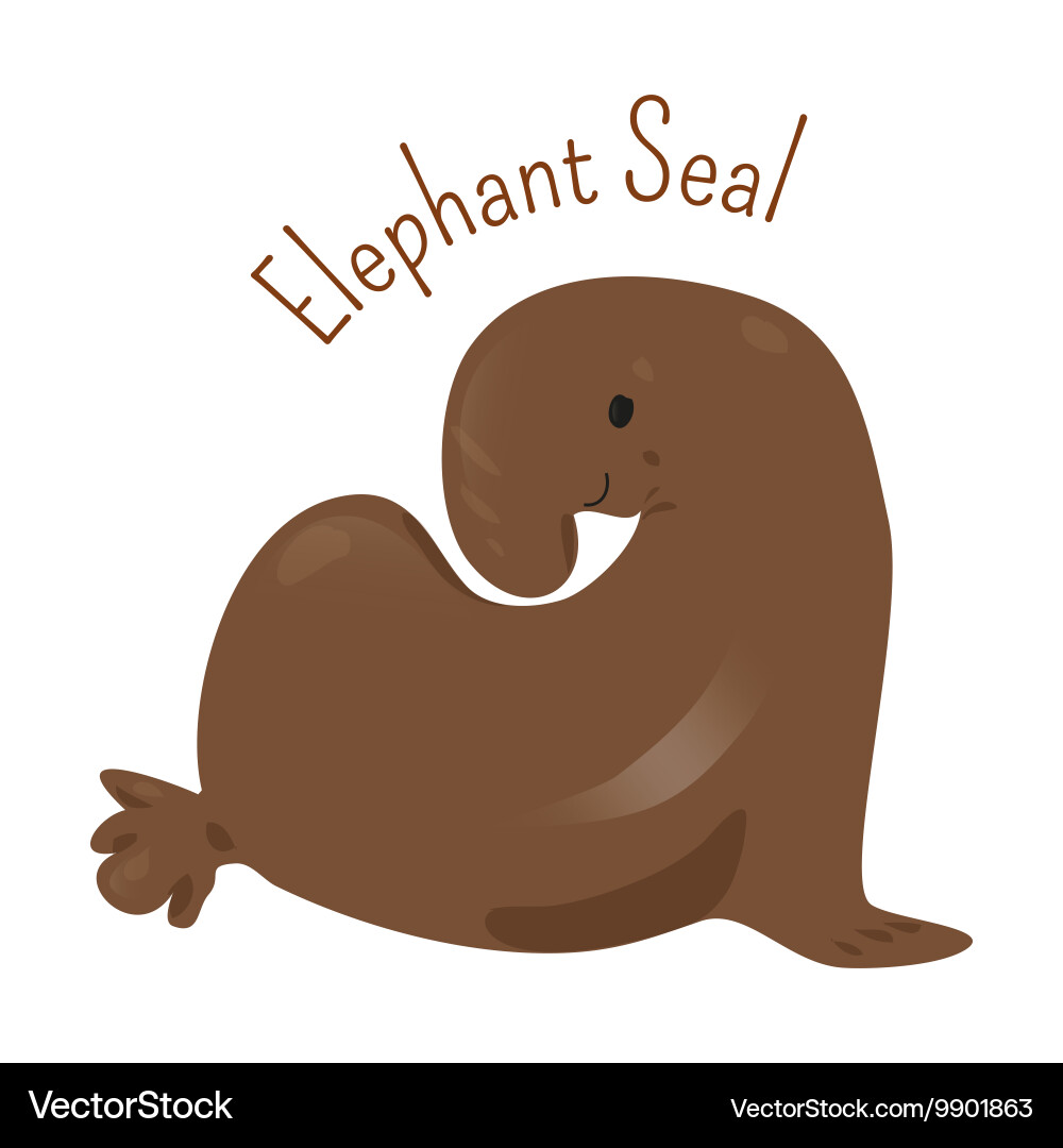 Elephant seal isolated on white Royalty Free Vector Image