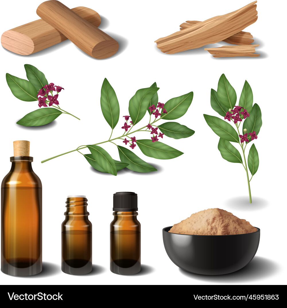 Sandalwood Tree Sandal Vector Images (over 110)