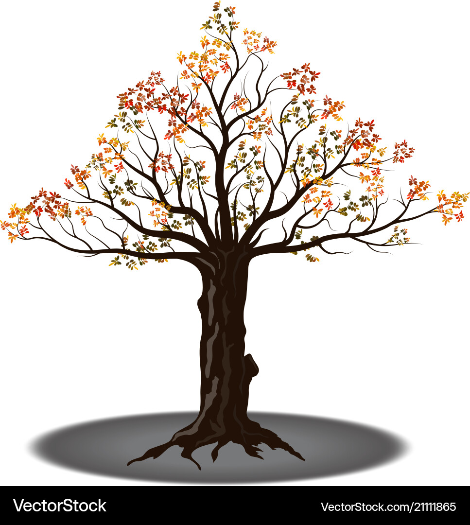 Autumn Maple Tree Royalty Free Vector Image - VectorStock