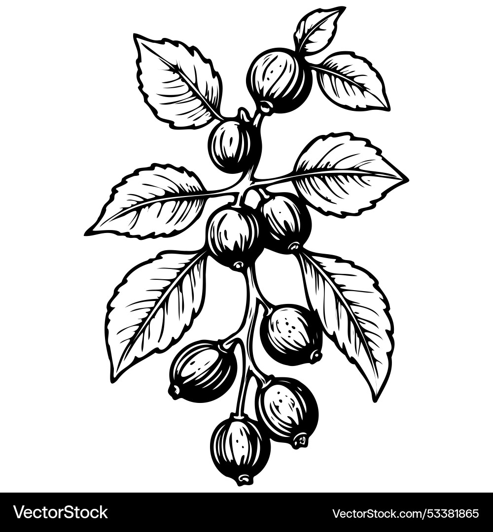Ink camu monochrome hand drawn fruit Royalty Free Vector